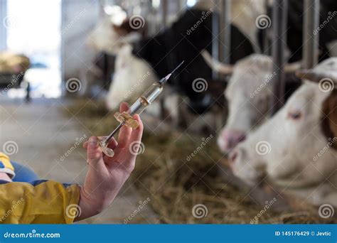 Veterinarian With Injection For Cows Stock Image Image Of Vaccination