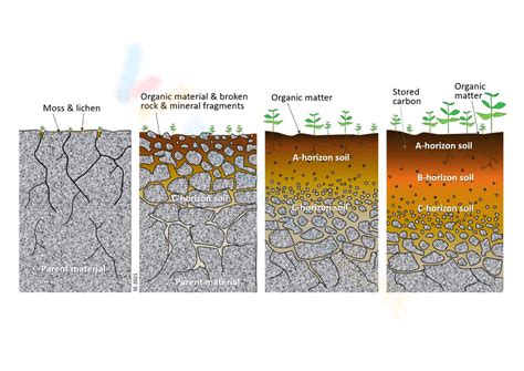 Soil Components Worksheet