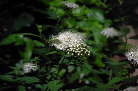 園内花便りシモツケ 新宿中央公園