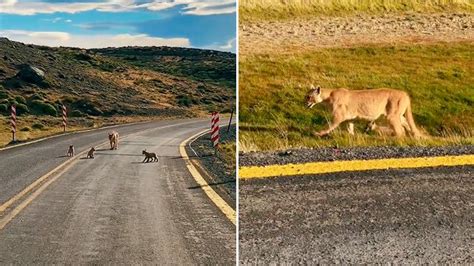 Video Torres del Paine Mamá puma y sus tres cachorros enamoran a las redes Cooperativa cl