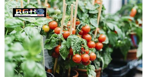 Rgh News Summer Season गर्मियों में अपने गार्डन में उगाएं ये हैल्थी