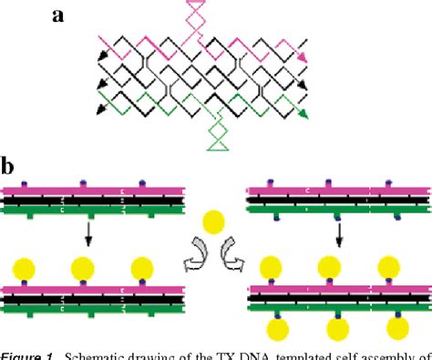 Figure From Dna Templated Self Assembly Of Protein And Nanoparticle Linear Arrays Semantic