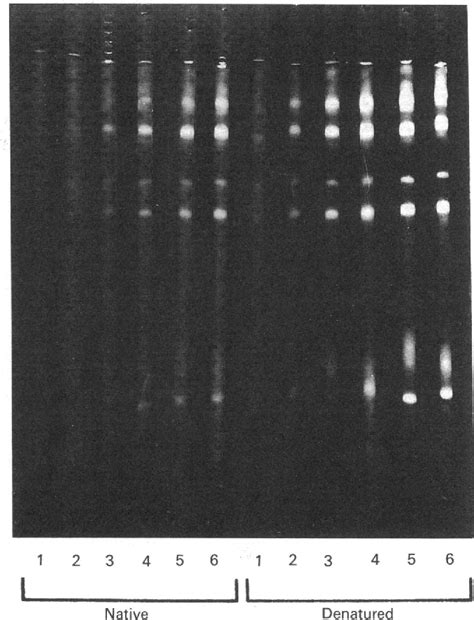 Figure 4 From The Accessibility Of The Thiol Groups On G And F Actin