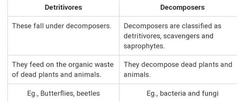 Difference Between A Detritus And Decomposer