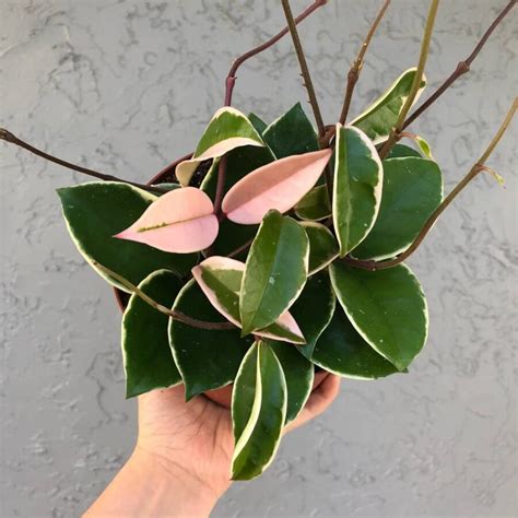 How To Grow And Care For Hoya Krimson Queen | TheFragrantGarden