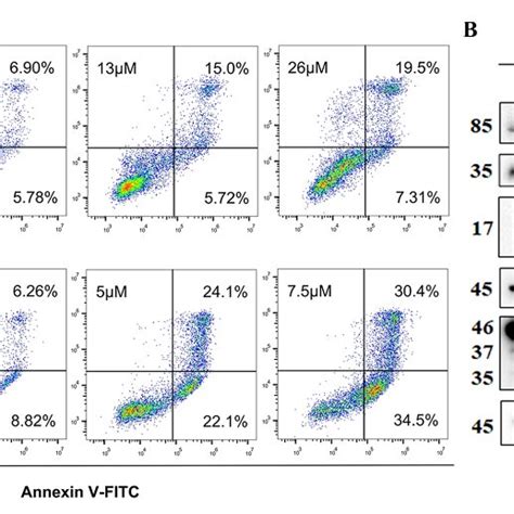 A Apoptosis Analysis Of Hepg2 Cancer Cells And Hepg2 Stem Cancer Stem