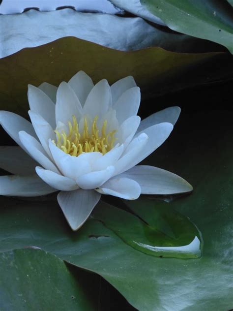 善福寺公園の睡蓮 2023 7月下旬撮影 白い温帯性スイレンの花 K U R A D A S H I