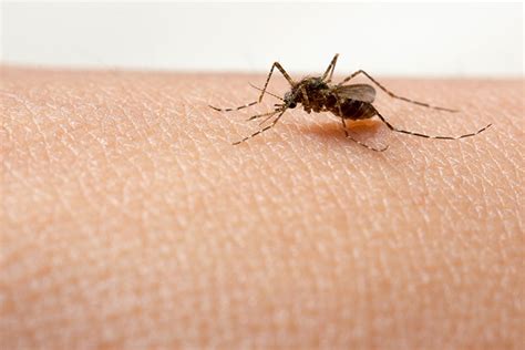 Ernsthafte Symptome Von Dengue Fieber Bei Kindern Babys AskWomenOnline