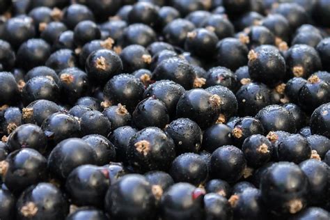 British Cassis The Foodtalk Show
