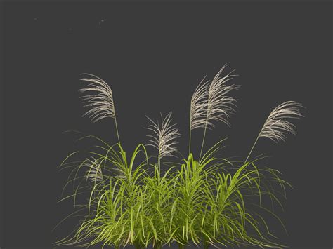 Artstation Miscanthus Flavidus Zebra Grass Resources