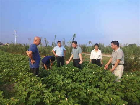 抗旱保丰收连续高温干旱 棉花生产如何保铃抗虫 湖北省 棉田 虫害
