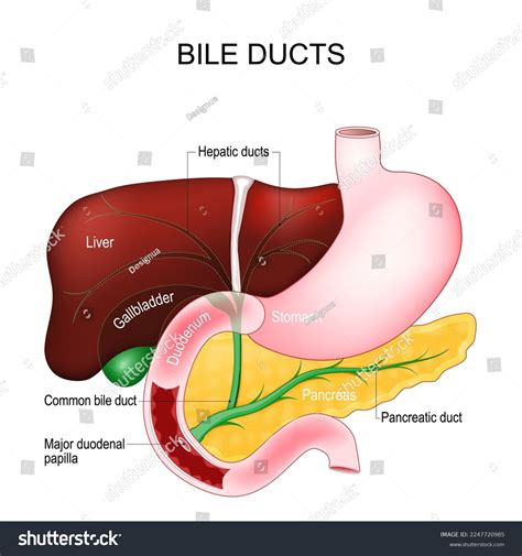 Bile Duct Diagram