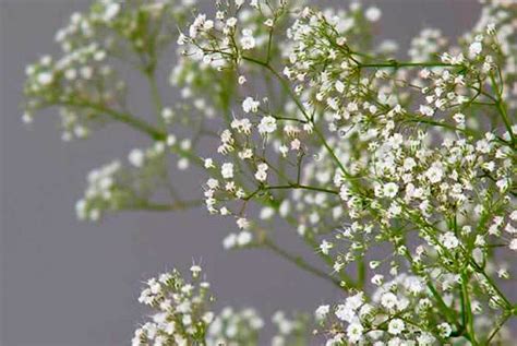 Nombres Populares De Flores Blancas