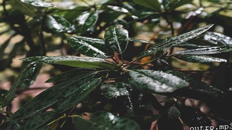 Xcodeh Outro Song Youtube