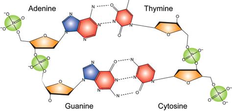 Scheme Of Dna Nucleotide Functional Groups Considered For Protein Dna Download Scientific