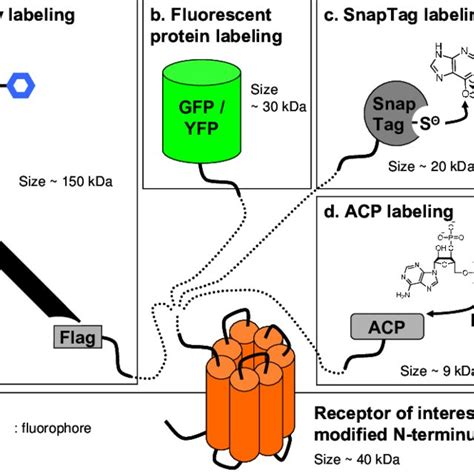 Different Binding Assay Methods A Radioactive Binding Assay Download Scientific Diagram