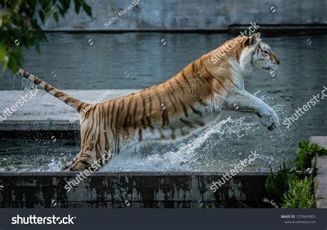 Tigre De Bengal Images Stock Photos Vectors Shutterstock