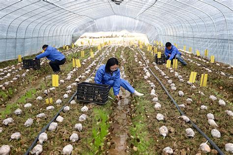 四川岳池发展特色食用菌种植助农增收 图片新闻 中国政府网