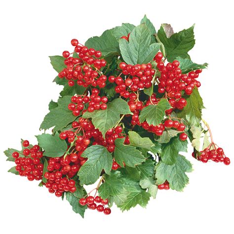 Калина обыкновенная (Viburnum opulus L.) - лекарственное, чайное ...