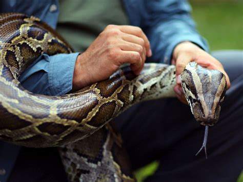 Man Charged With Smuggling Pythons In His Pants At Quebec New York