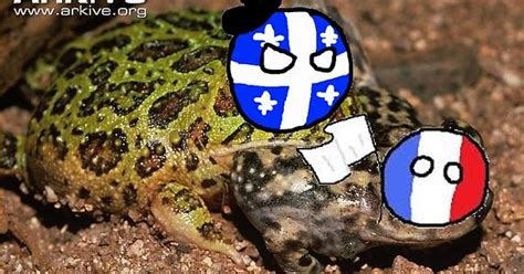 A Frog Eat Frog World Imgur