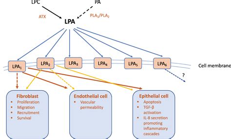 Inhibitors Of The Autotaxin Lysophosphatidic Acid Axis And Their Poten