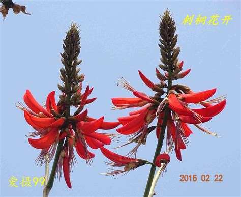 【刺桐花开摄影图片】泉州生活摄影爱摄99太平洋电脑网摄影部落