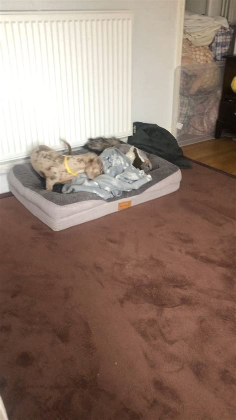 My Crazy Girl Rdachshund