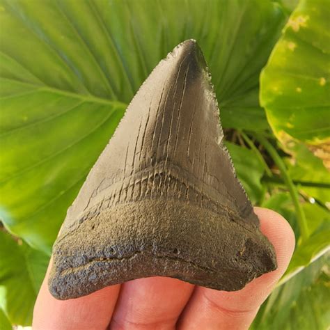 Megalodon Tooth 2 60 Florida River I Hunt Dead Things