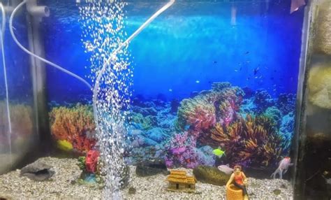 How To Cycle A Betta Tank Essential Tips For Beginners