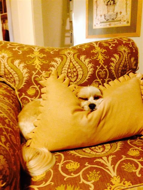 Sooooooo Cute Bean Bag Chair Cute Pillows