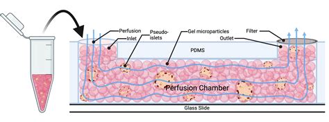 3d Perfusable Culture Systems Lesher Pérez Research Group