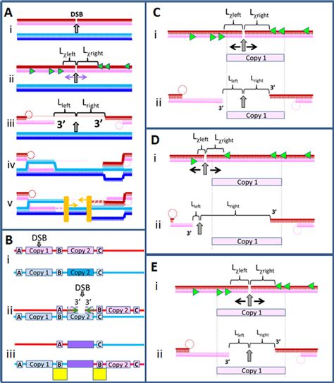 Schematic Of A Recbcd Dependent Repair Of A Double Strand Break And A Download Scientific