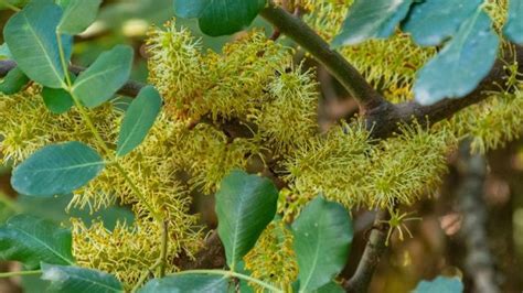 Descubre Cómo Cultivar El Algarrobo Un árbol Beneficioso Para El