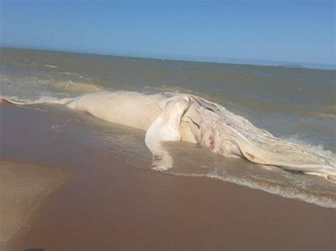 Secretarias De Macaé Acompanham Carcaça De Jubarte Encalhada Na Barra
