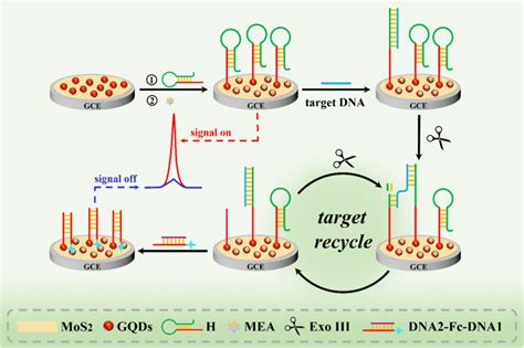 Fabrication And Detection Principle Of The Ecl Biosensor Platform Download Scientific Diagram