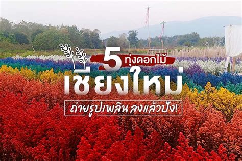 5 ทุ่งดอกไม้เชียงใหม่ ถ่ายรูปเพลิน ลงแล้วปัง