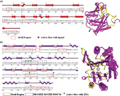 Figure 7 From Bioinformatics Original Paper Structural Bioinformatics Motif Based Protein