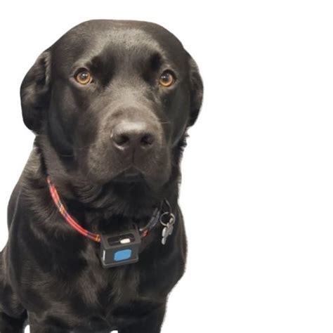 GPS Pet Tracker