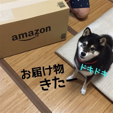 お届け物 豆柴 ちびくろ まろっちゃん
