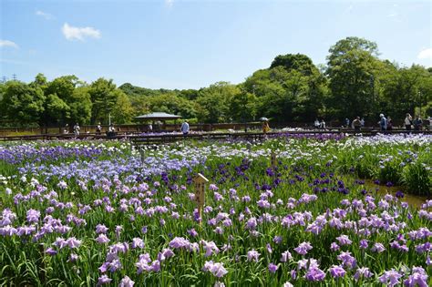 山田池公園 観光スポット・体験 Osaka Info