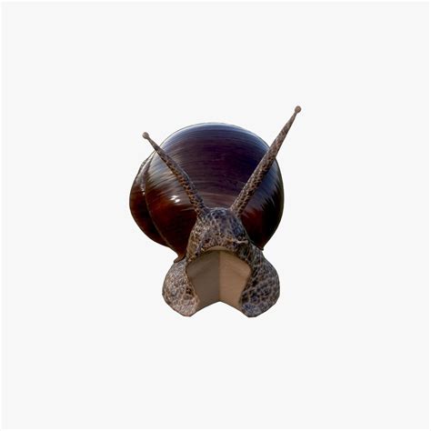 Snail 3d Model Download Gastropoda On