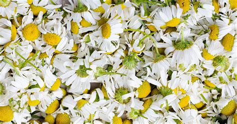 How To Get Rid Of Goosegrass The Garden Magazine