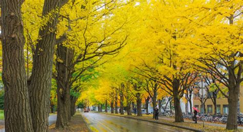 Different Types Of Ginkgo Biloba Tree Varieties Species And Cultivars