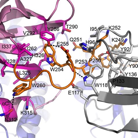 Sh2 Kinase Linker Interacts With The Sh3 And Kinase Domains In Near