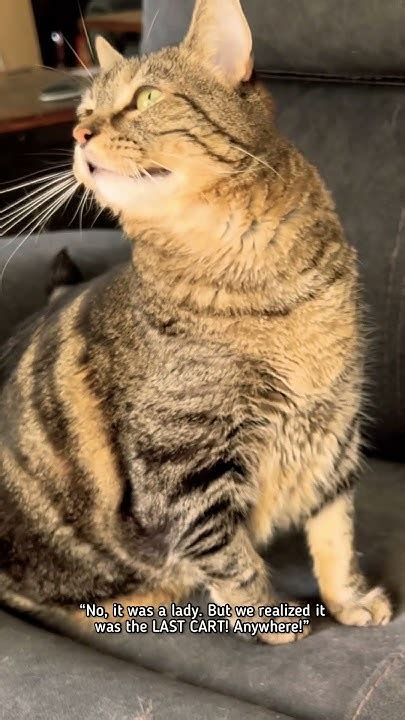 Penny Just Loves My Stories😅 Pennythecat Talkingcat Youtube