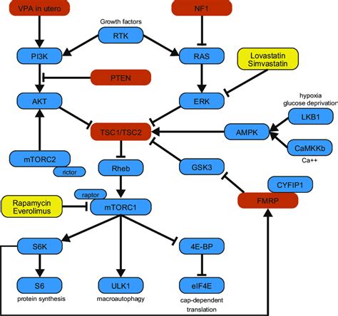 Signaling Pathways That Involve Mtorc1 Physiological Inputs To These