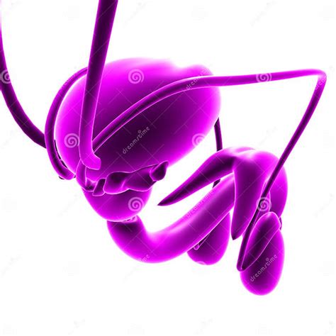 Male Reproductive System Anatomy For Medical Concept 3d Rendering Stock