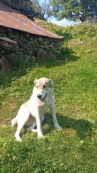 🐶 გუდამაყარი საქართველო 🇬🇪 Youtube