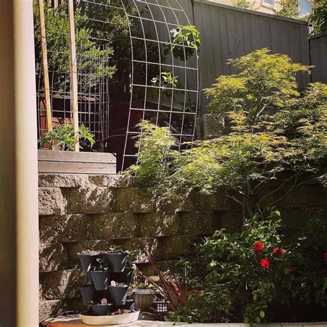 13 Trellis Ideas And Plant Structures For Your Garden